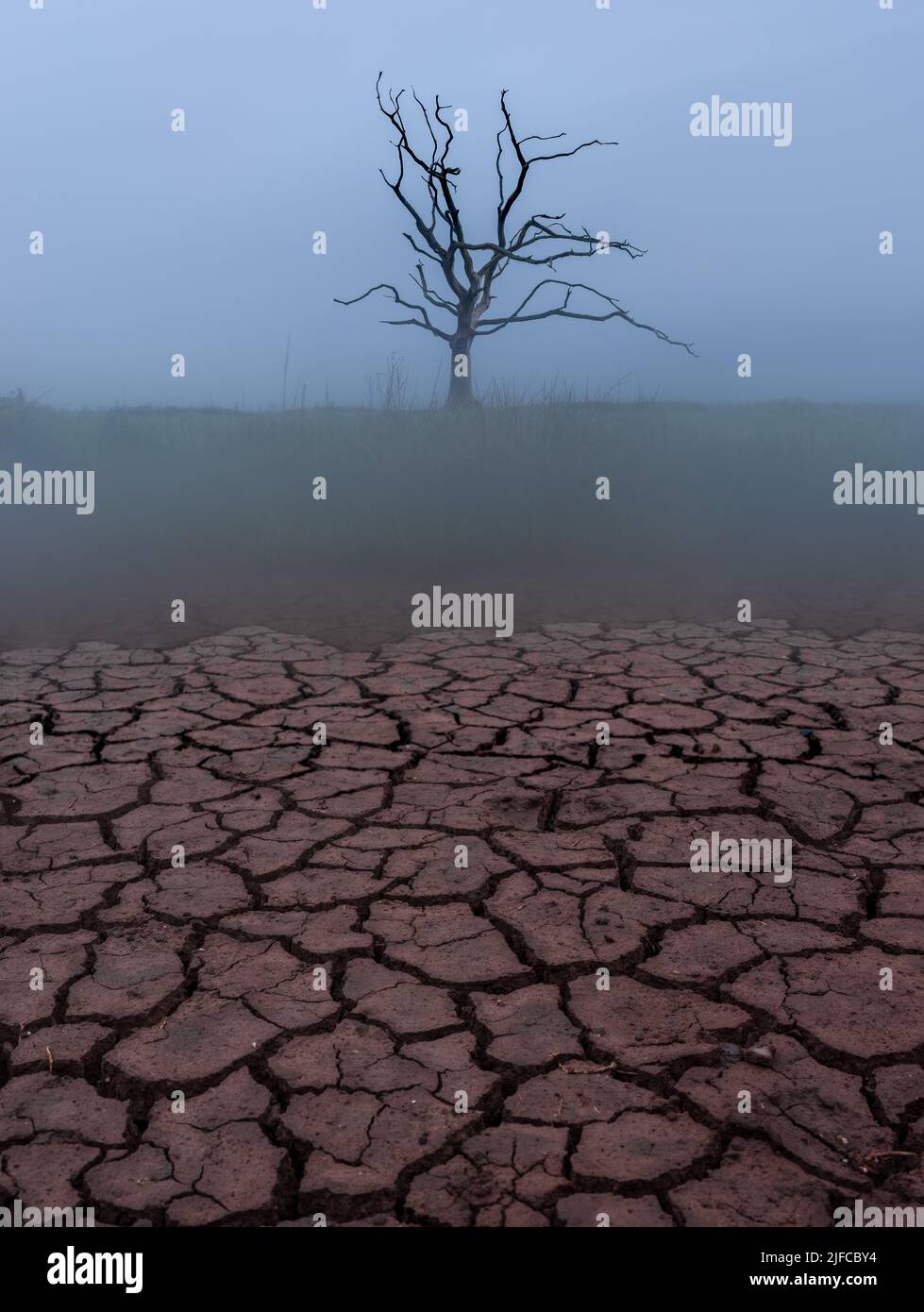 Porlock marsh dead trees england uk Stock Photo - Alamy