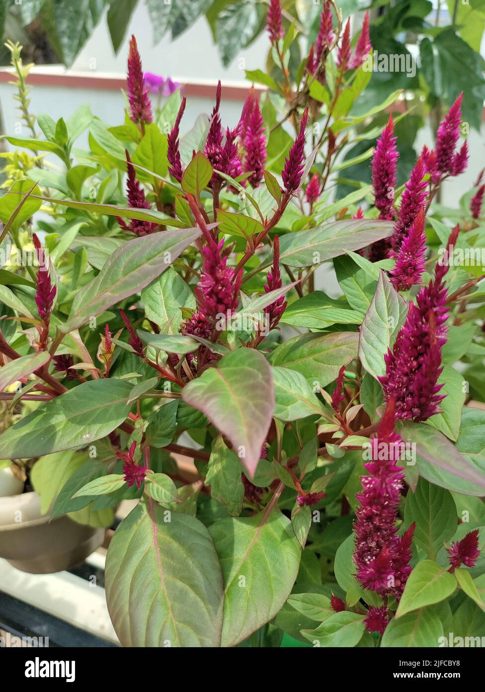 A closeup shot of Amaranth plant species with bright pink flowers and ...