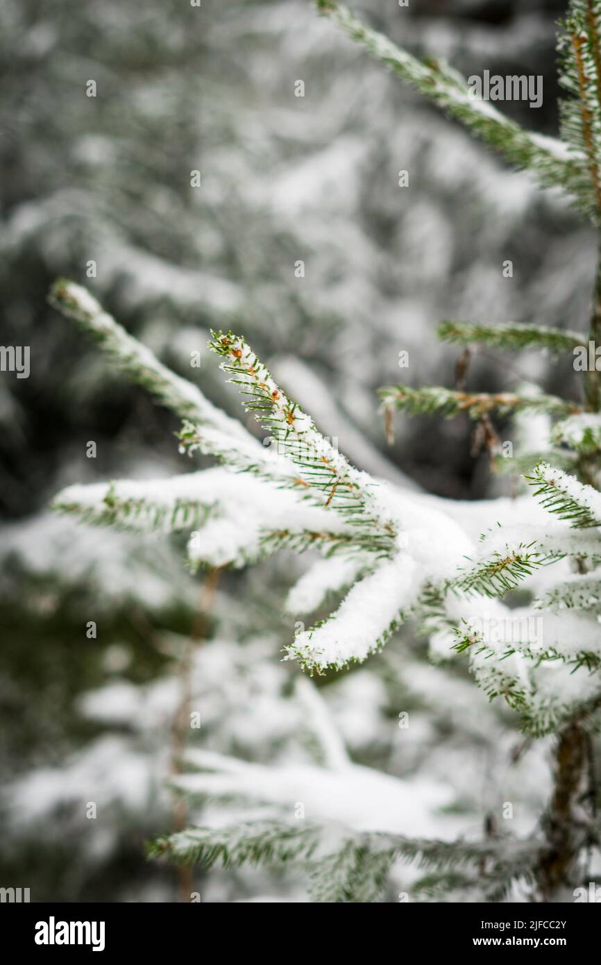 A vertical shot of a snow-capped pine tree. Germany Stock Photo - Alamy