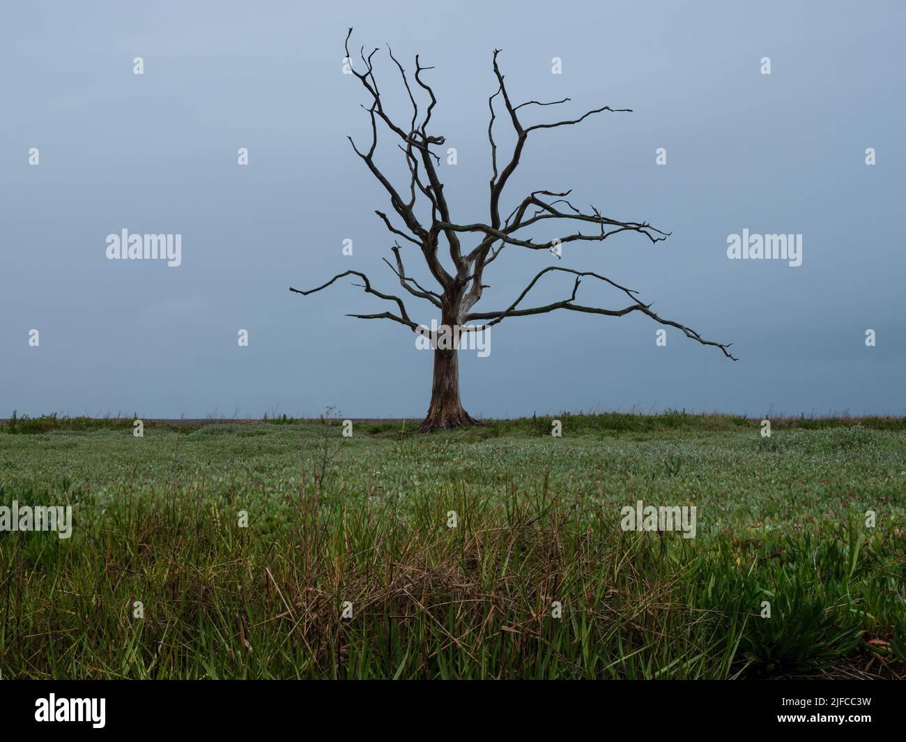 Porlock marsh dead trees england uk Stock Photo - Alamy