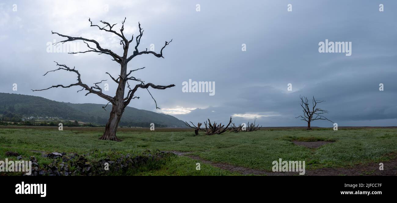 Porlock marsh dead trees england uk Stock Photo - Alamy
