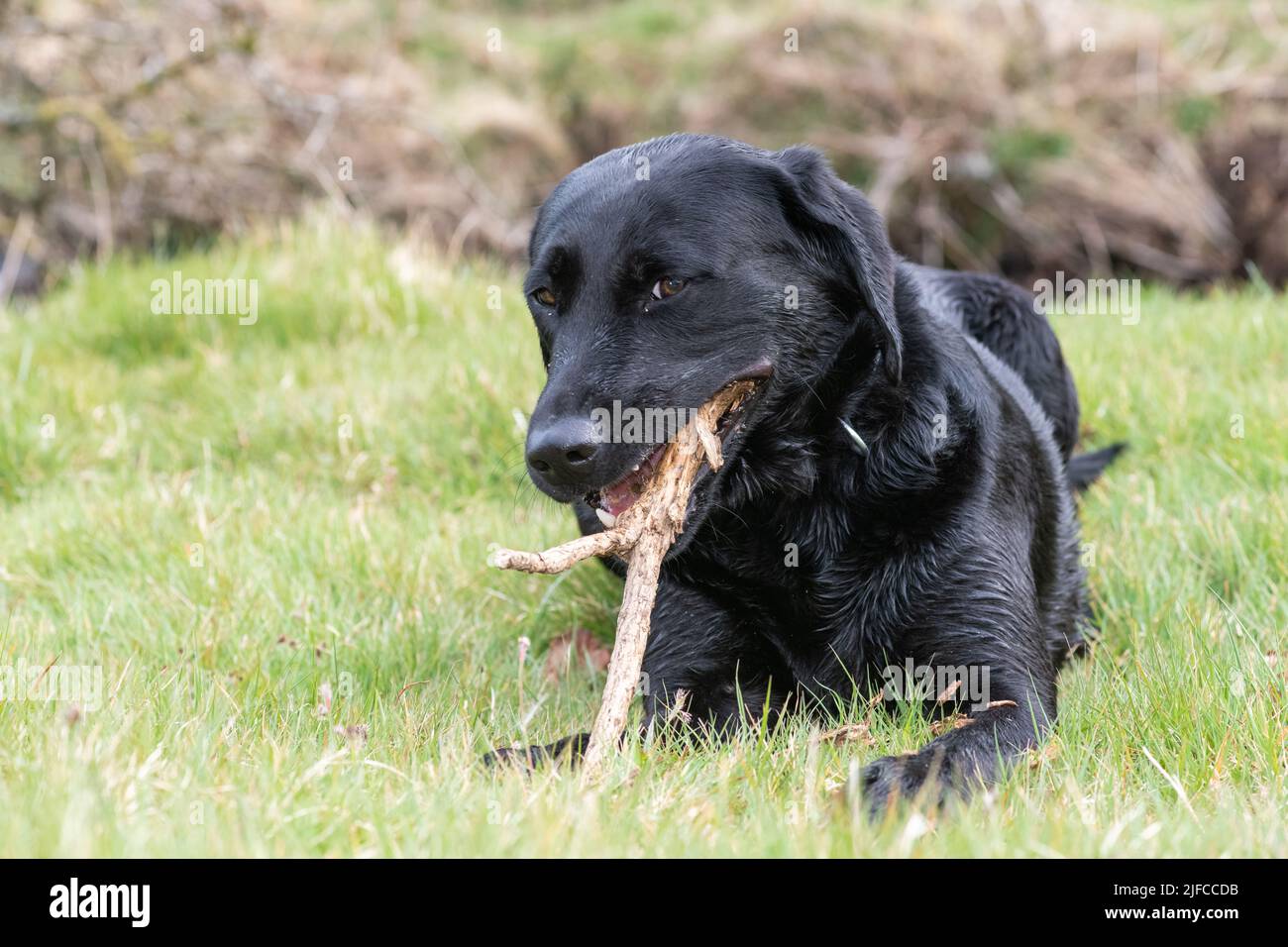 Portrait of a young black Labrador chewing a stick on a riverbank Stock ...