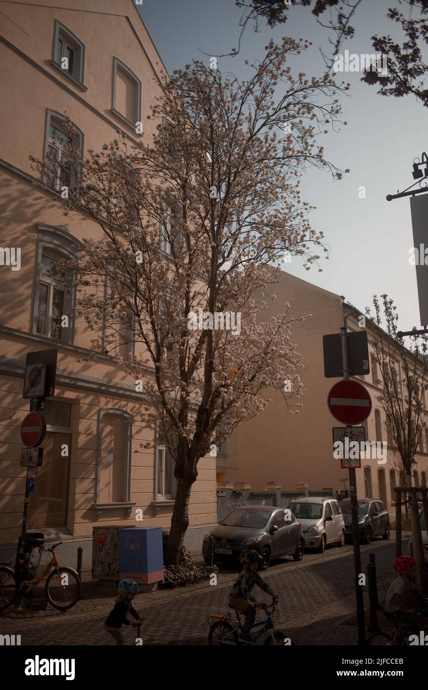Cherry tree on street hi-res stock photography and images - Alamy