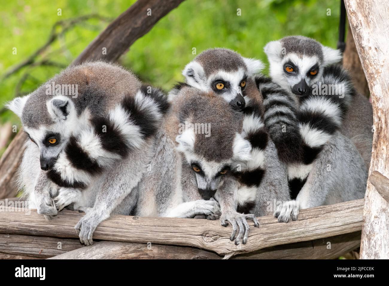 A group of ring tailed lemurs (lemur catta) huddled up together Stock ...