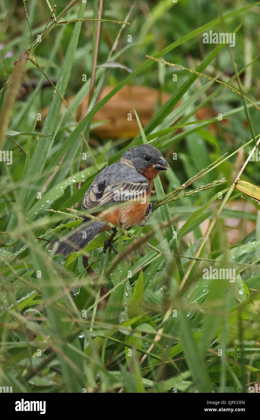 Ruddy-breasted Seedeater (Sporophila minuta parva) adult male feeing on ...