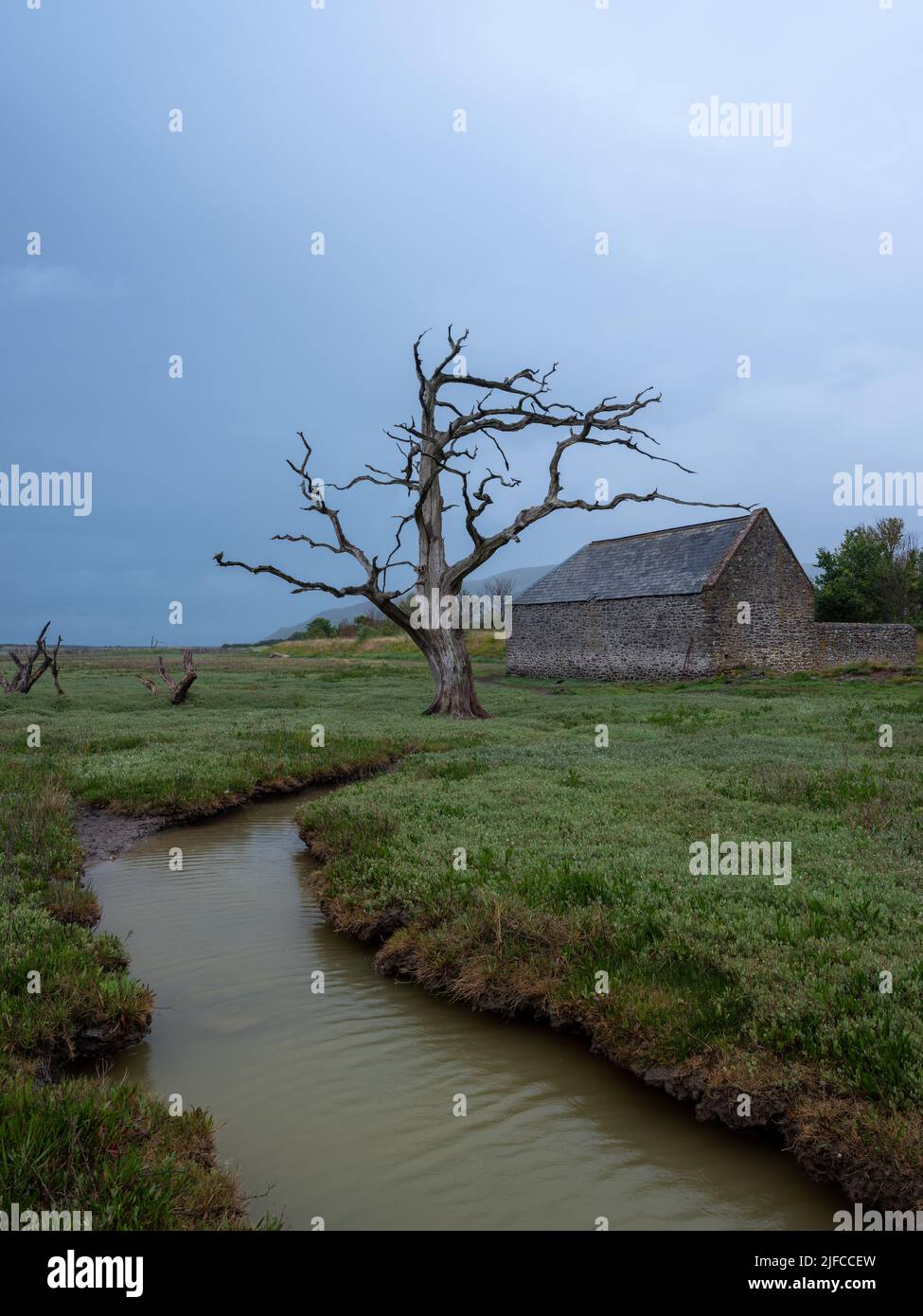 Porlock marsh dead trees england uk Stock Photo - Alamy