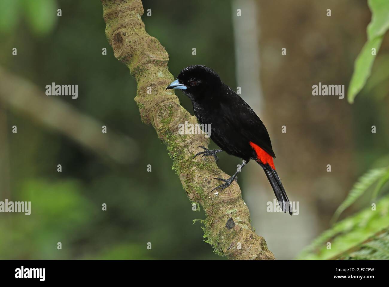 Scarlet-rumped Tanager (Ramphocelus passerinii) adult male perched on ...