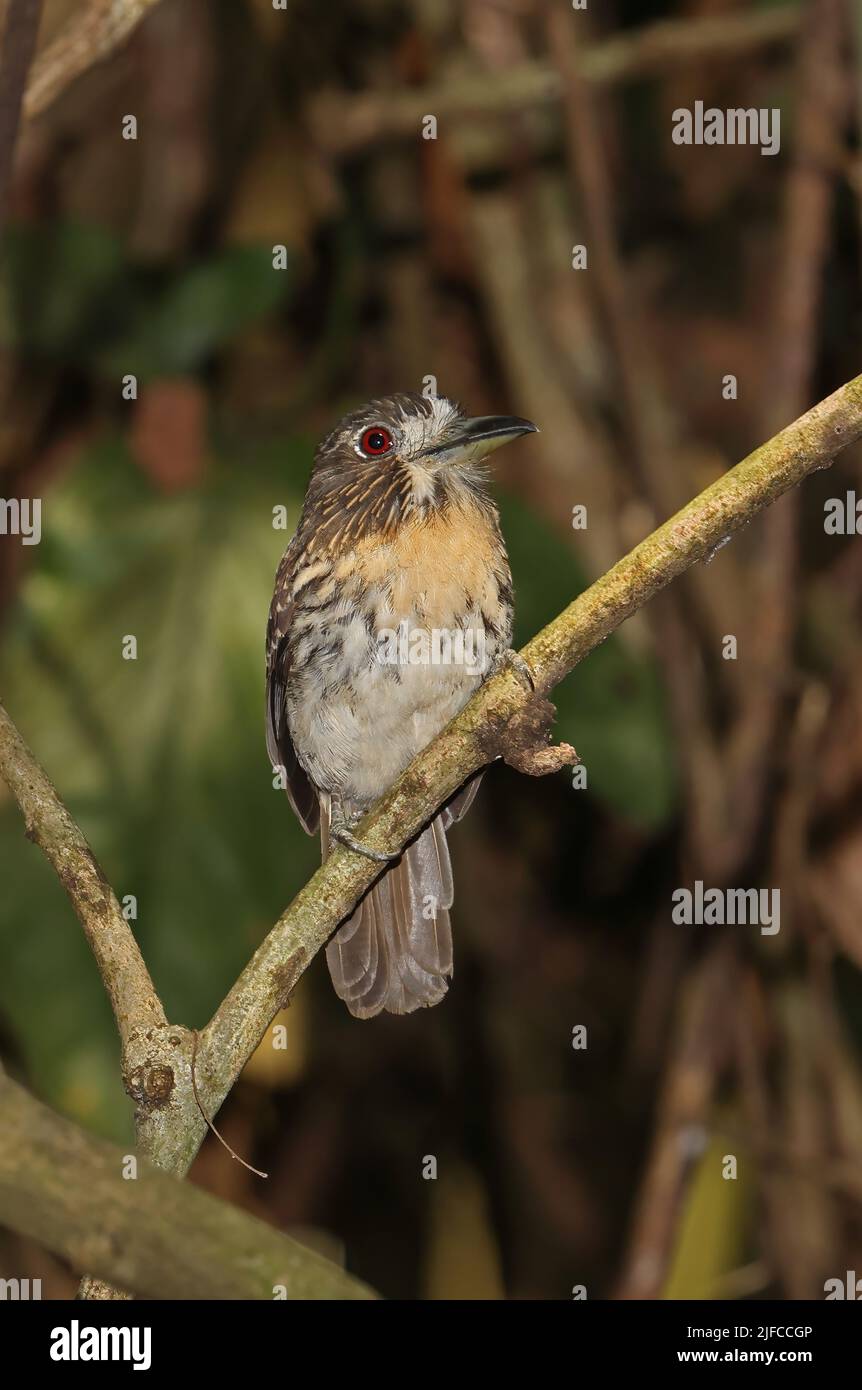 White whiskered puffbird hi-res stock photography and images - Alamy