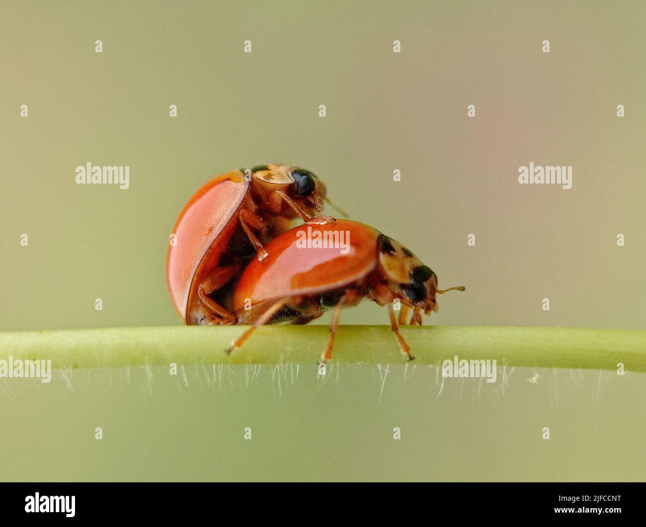 A macro shot of two ladybugs (Coccinellidae) mating on a plant Stock ...