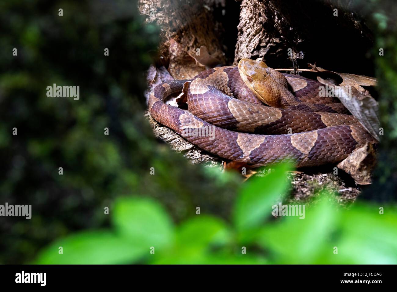 Eastern copperhead (Agkistrodon contortrix) coiled in tree cavity ...