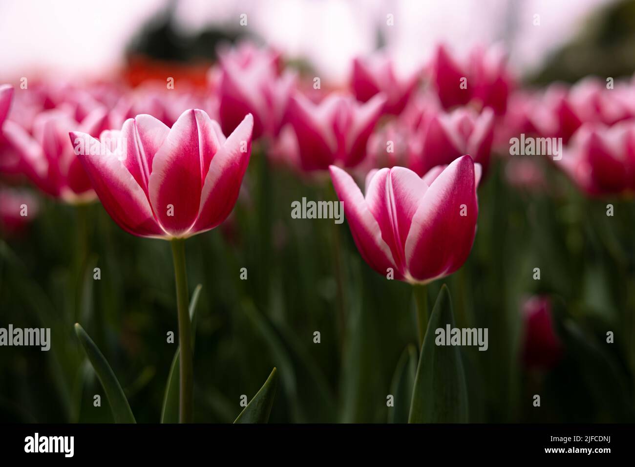Pink tulips from ground level. Tulips in the park in the spring. Nature ...