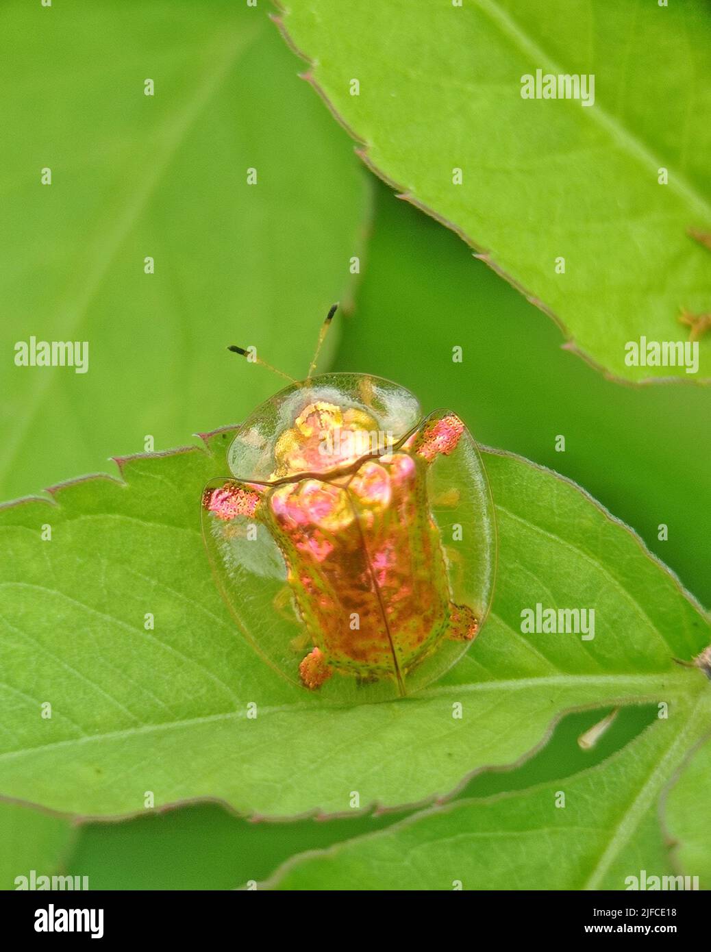 A vertical closeup shot of a Charidotella tortoise beetle on the grass ...