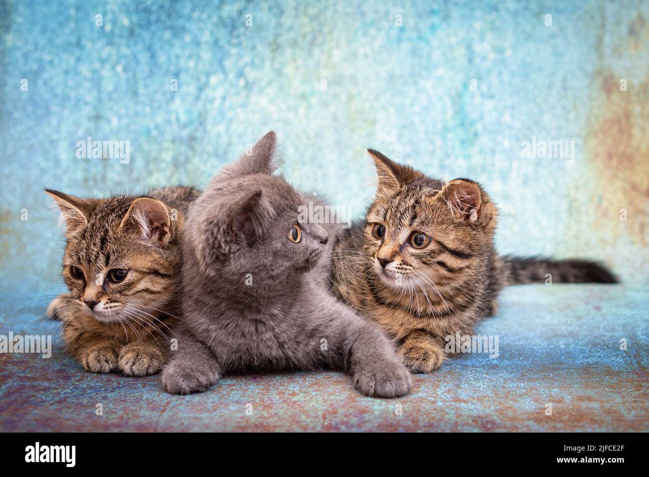 Three cute kittens, one gray and two striped, sit next to each other on ...