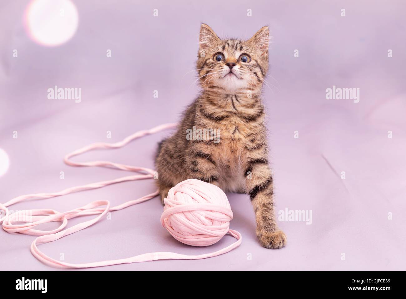 A tabby kitten is playing with a large ball of pink braid. Lilac pastel ...