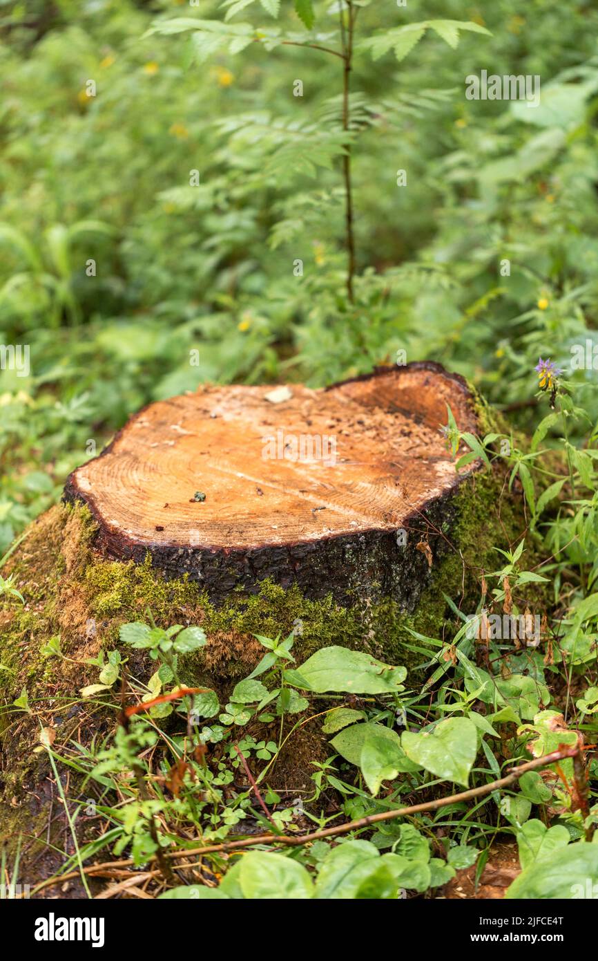 The stump was left from a big old tree in the wild forest. The old ...