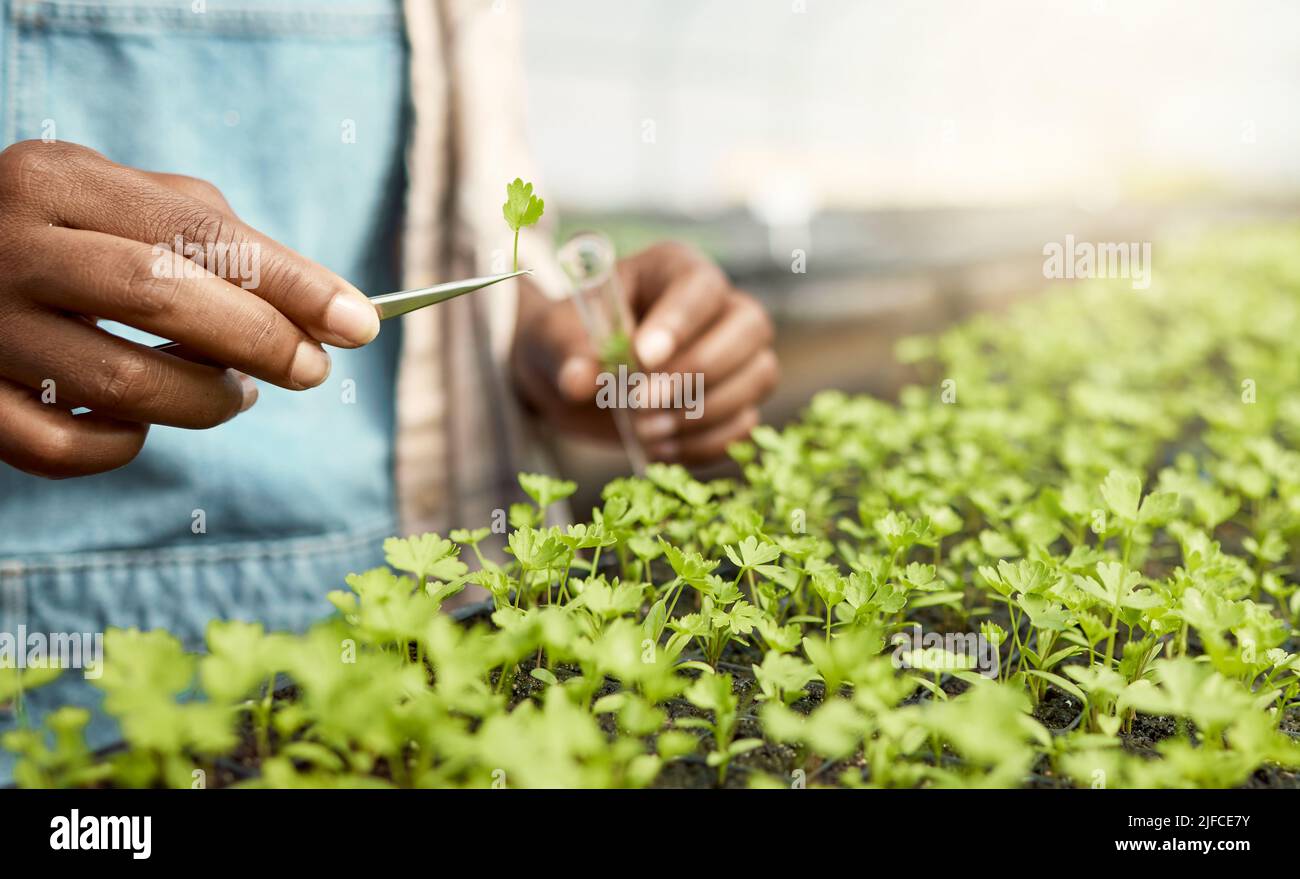 Botanist collecting plant samples. Scientist collecting plant samples ...