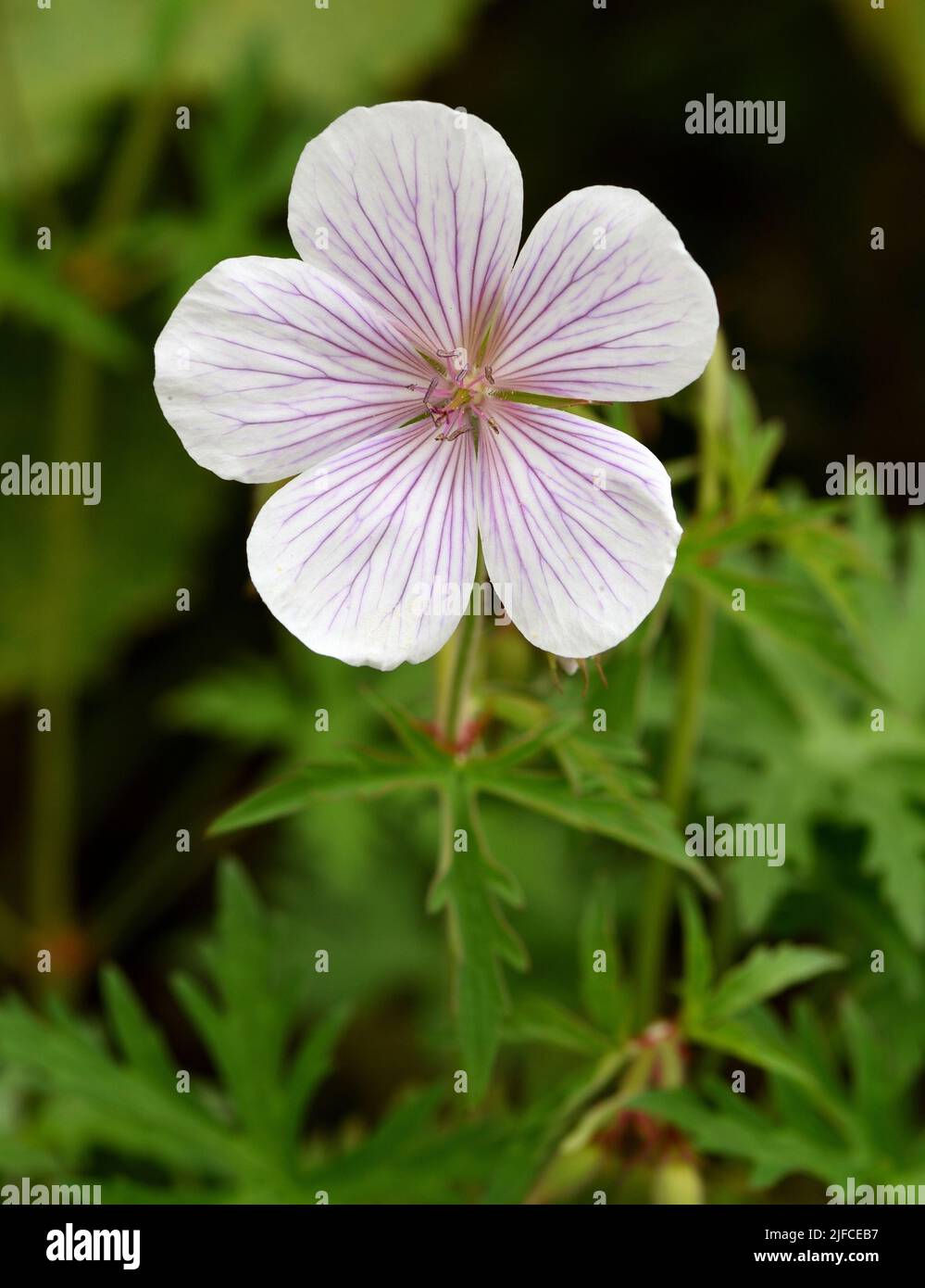 A single bloom of Geranium Kashmir White Stock Photo - Alamy