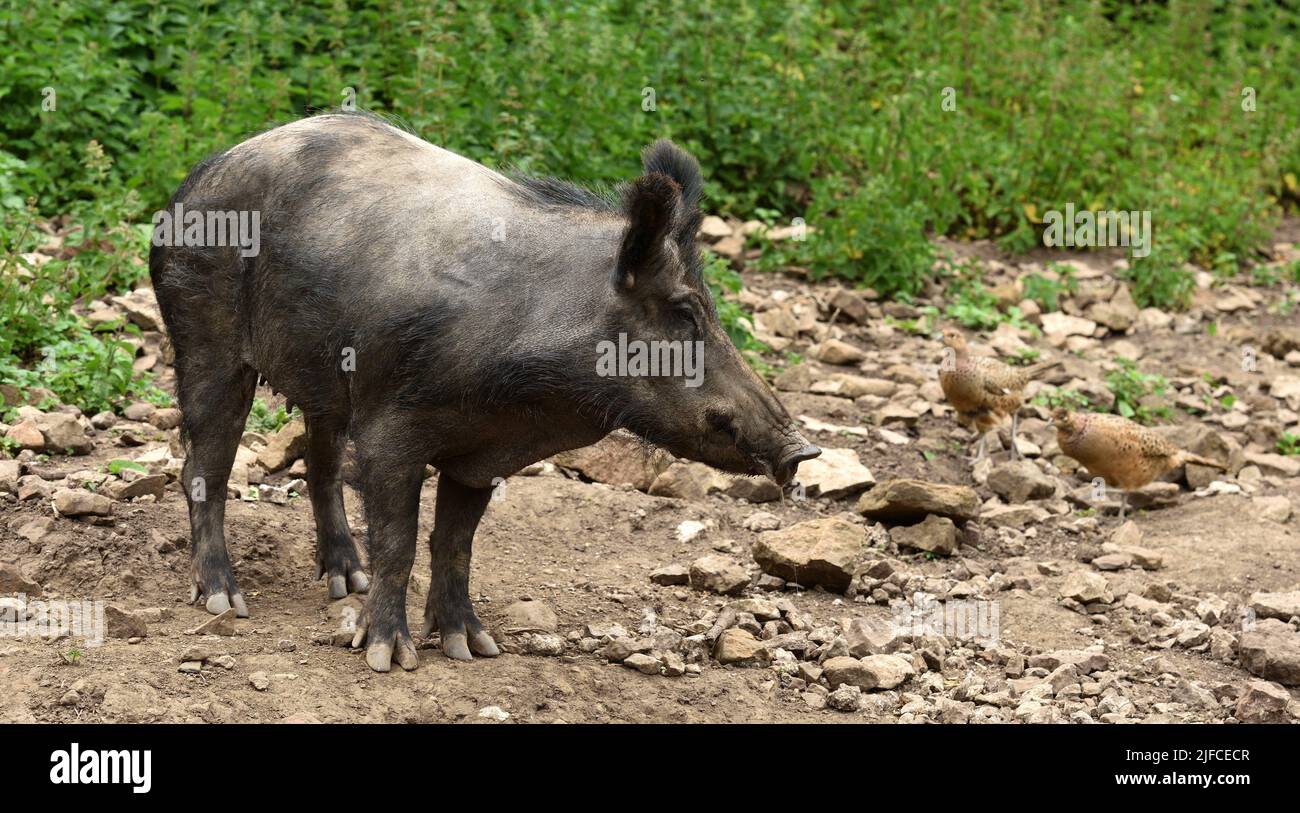 Female wild boar hi-res stock photography and images - Alamy