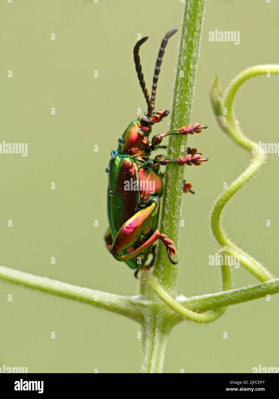 A vertical macro shot of a dogbane beetle (Chrysochus auratus) crawling ...