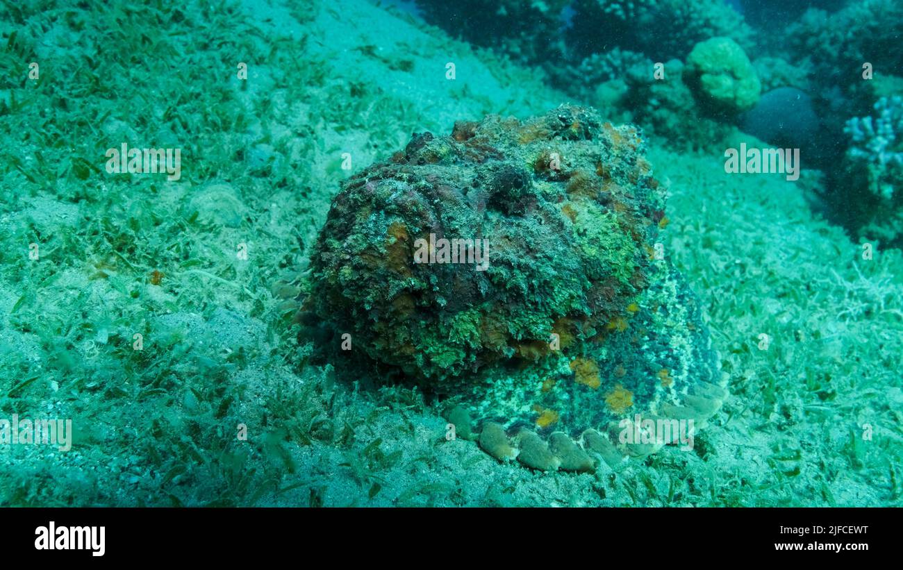 Close-up of the Stonefish lies on sandy bottom covered with green ...