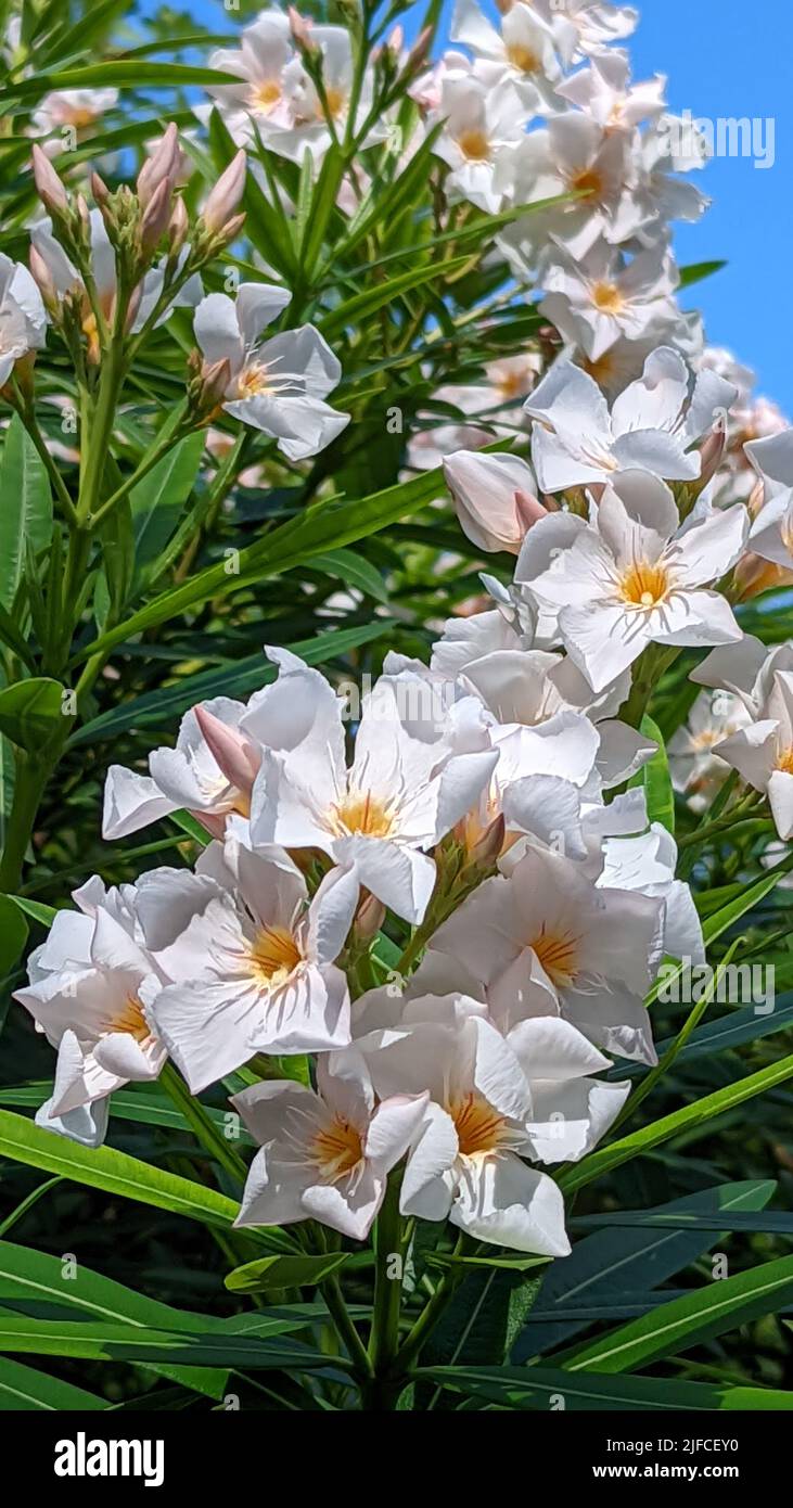 White nerium hi-res stock photography and images - Alamy