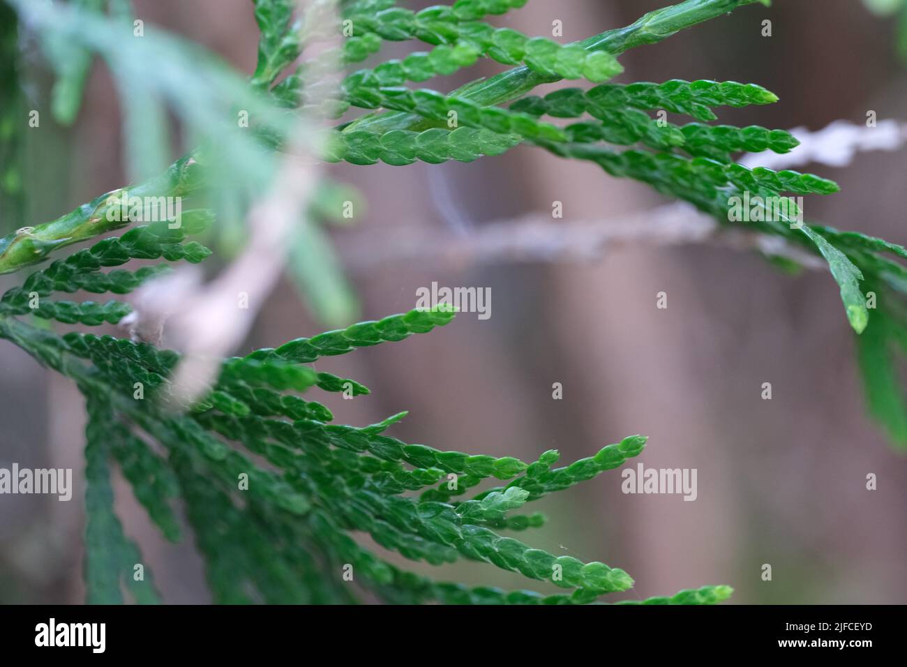 Leyland cypress tree garden hi-res stock photography and images - Alamy