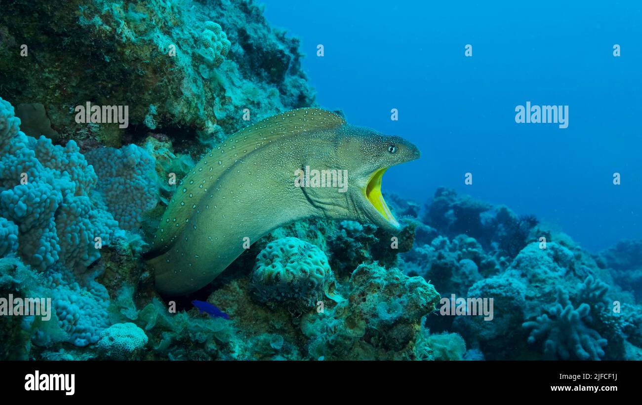 Close-up portrait of Moray with open mouth peeks out of its hiding ...