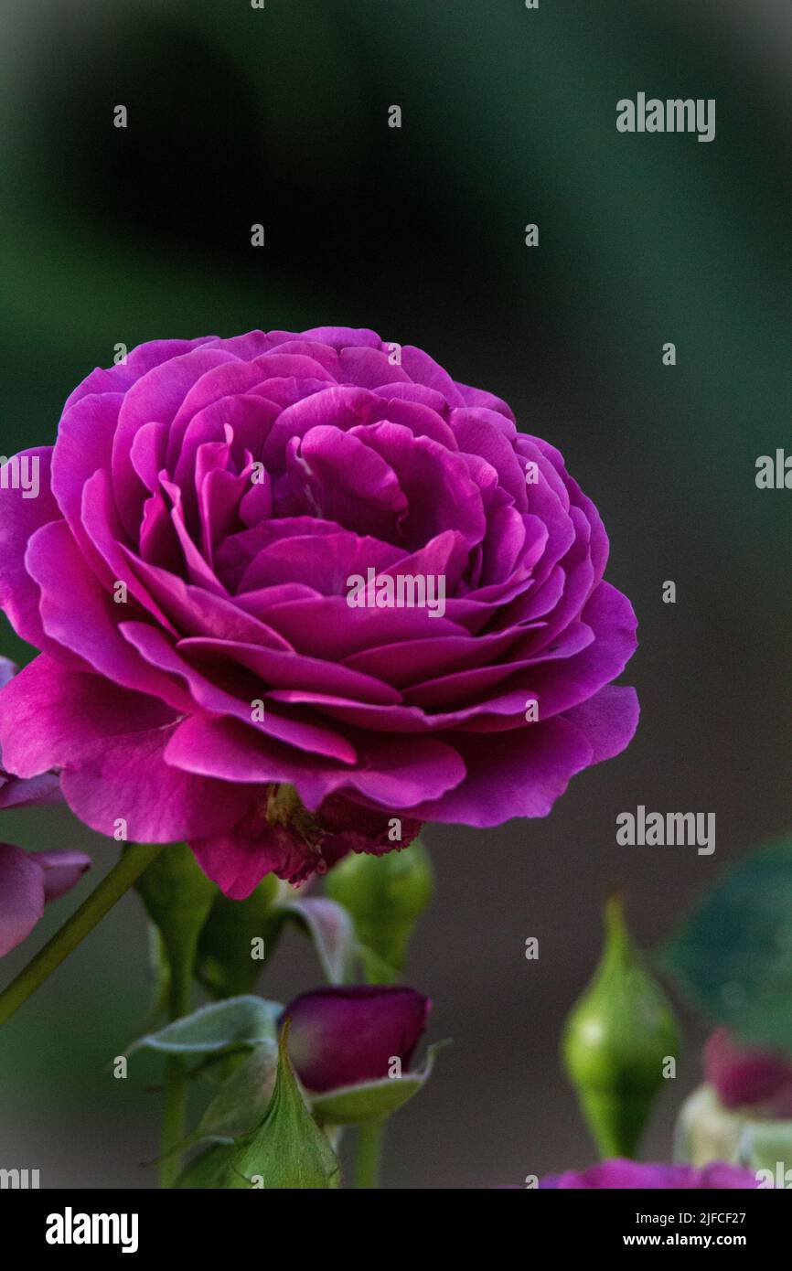 Purple rose minerva hi-res stock photography and images - Alamy