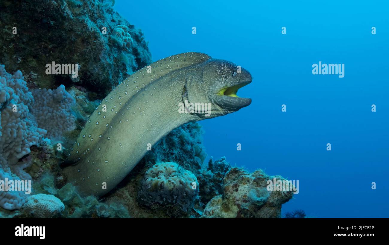 Close-up portrait of Moray with open mouth peeks out of its hiding ...