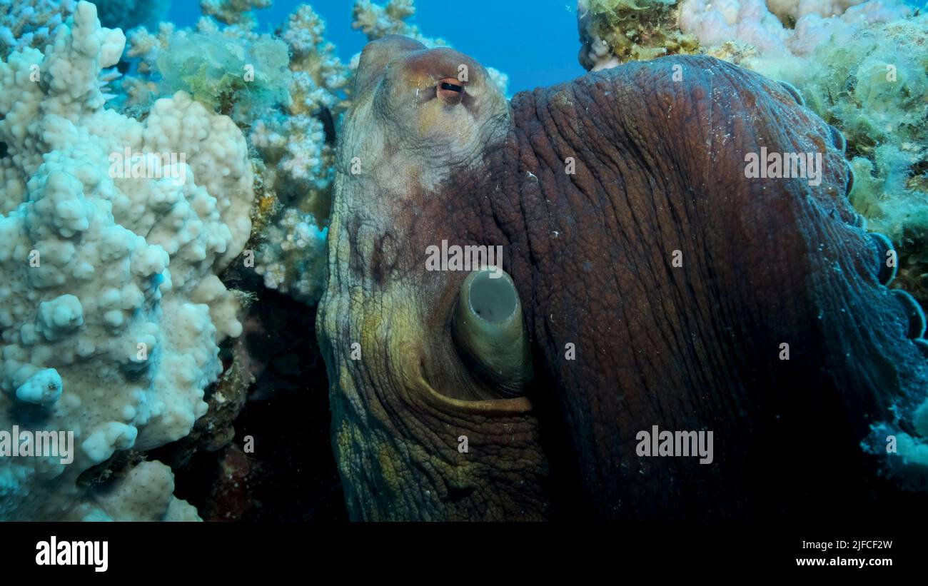 Portrait of big red Octopus sits on the coral reef. Common Reef Octopus ...