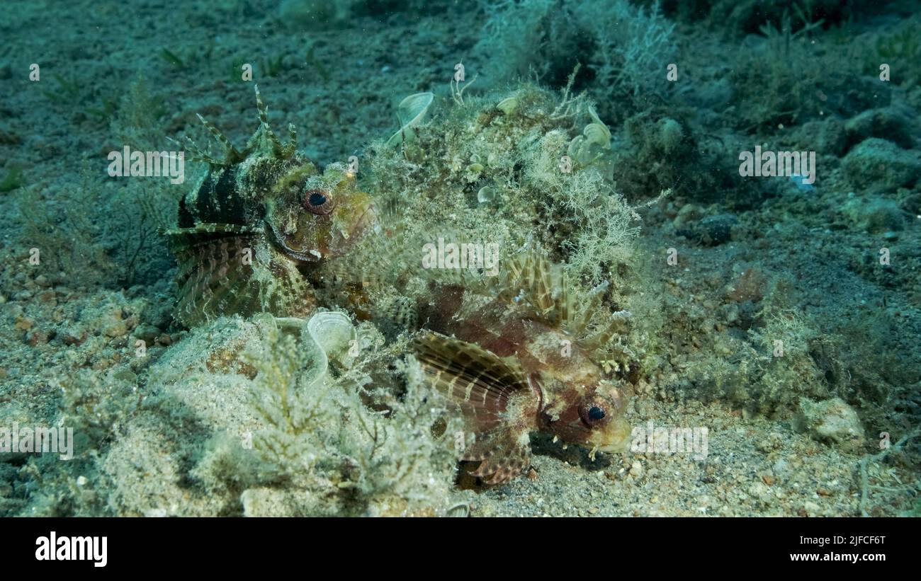 Zebra Lionfish lies on sandy bottom. Front portrait. Zebra Lionfish or ...