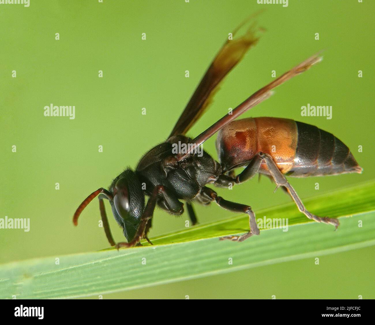 Greater banded hornet vespa tropica hi-res stock photography and images ...