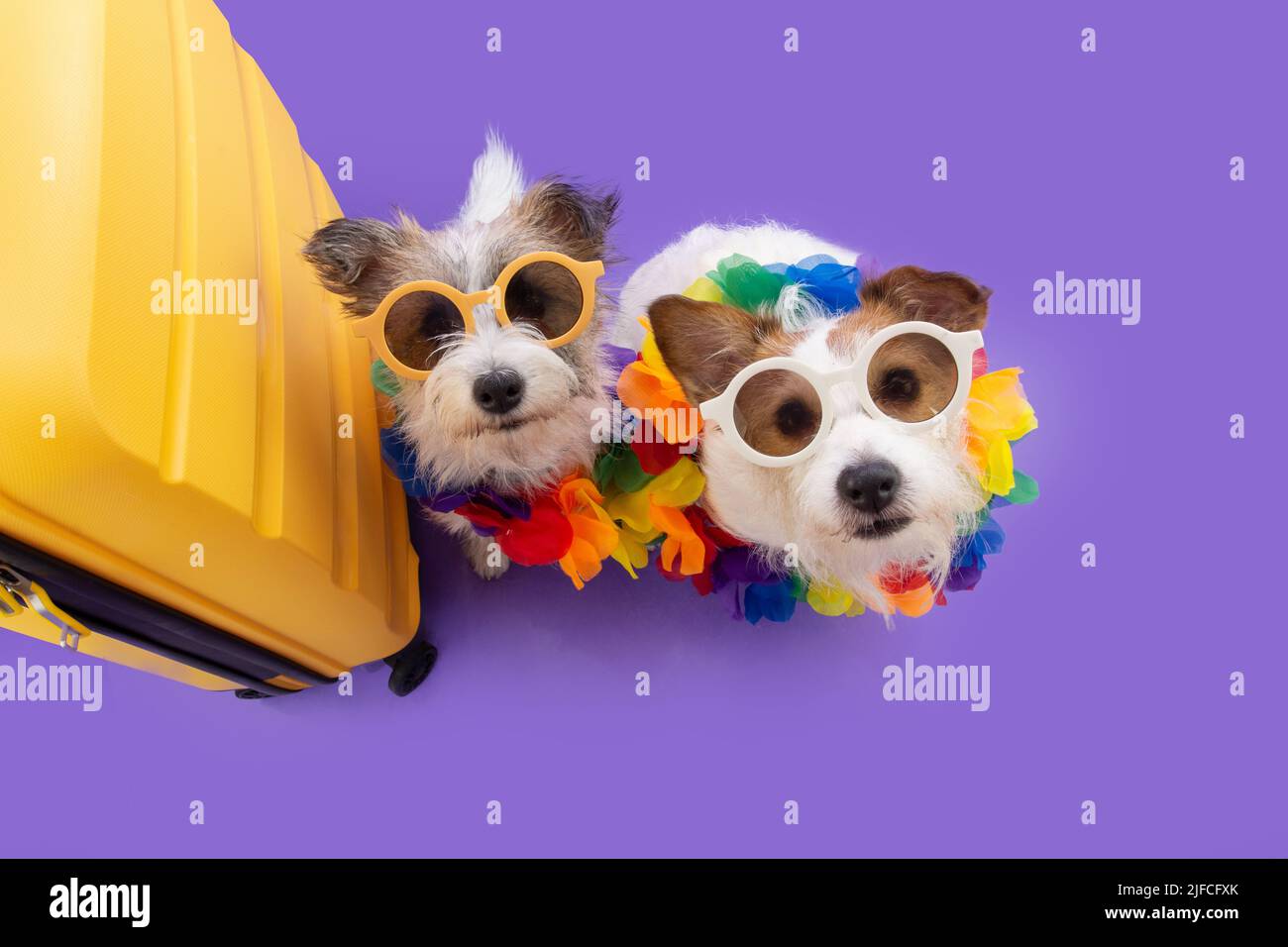 Dog summer. Two jack russell ready for vacations with a suitcase and a ...