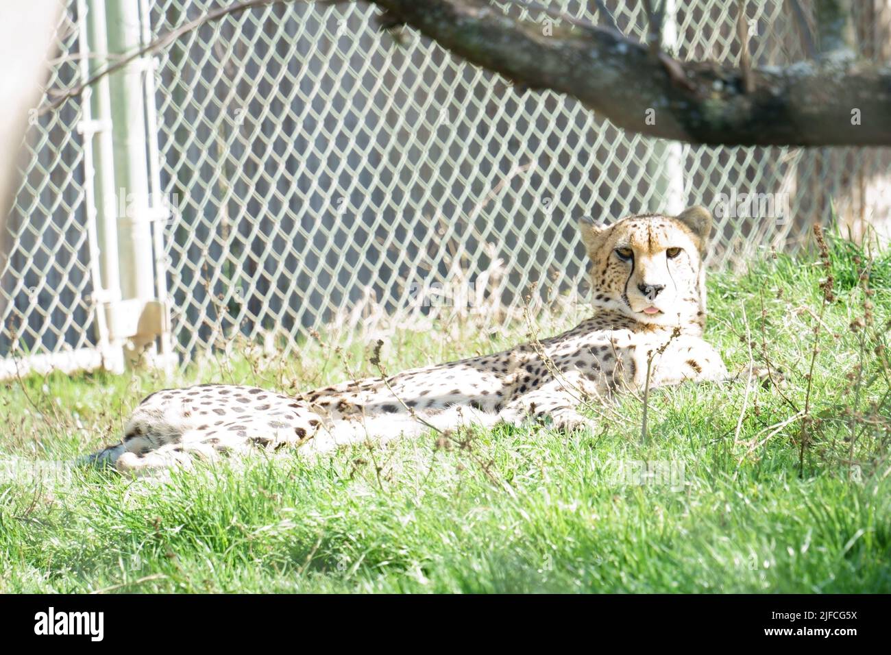 A South African cheetah resting in its enclosure in the zoo Stock Photo - Alamy