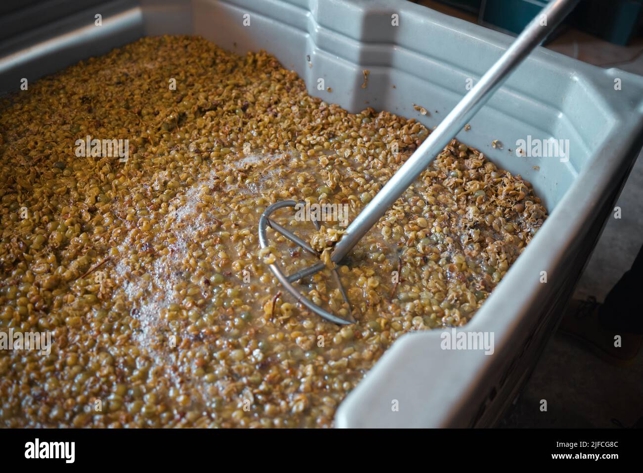 Still life of a plastic tub filled with grapes during a wine making ...