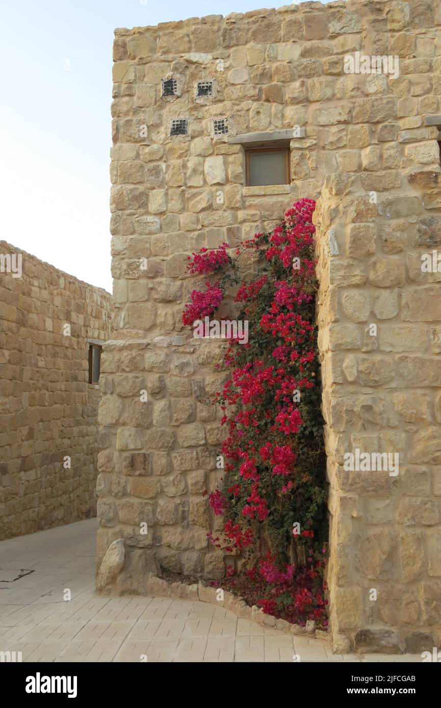 Saudi arabia desert flowers hi-res stock photography and images - Alamy