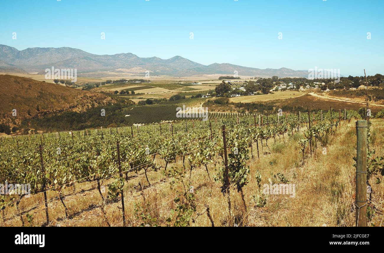 Crops growing hi-res stock photography and images - Alamy