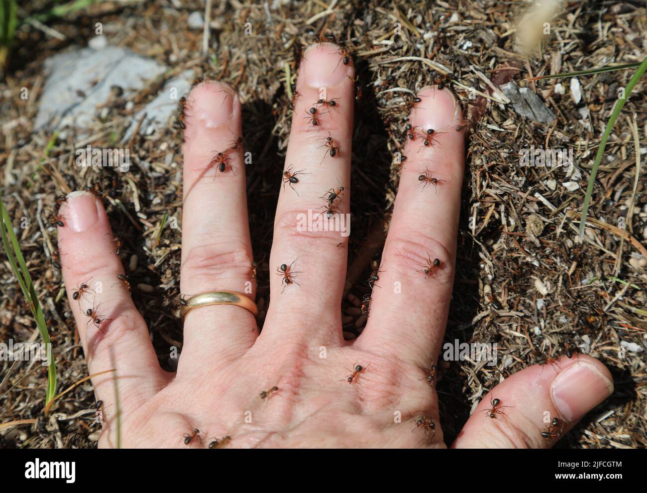 hand of the person covered with ferocious ants that sting to defend ...