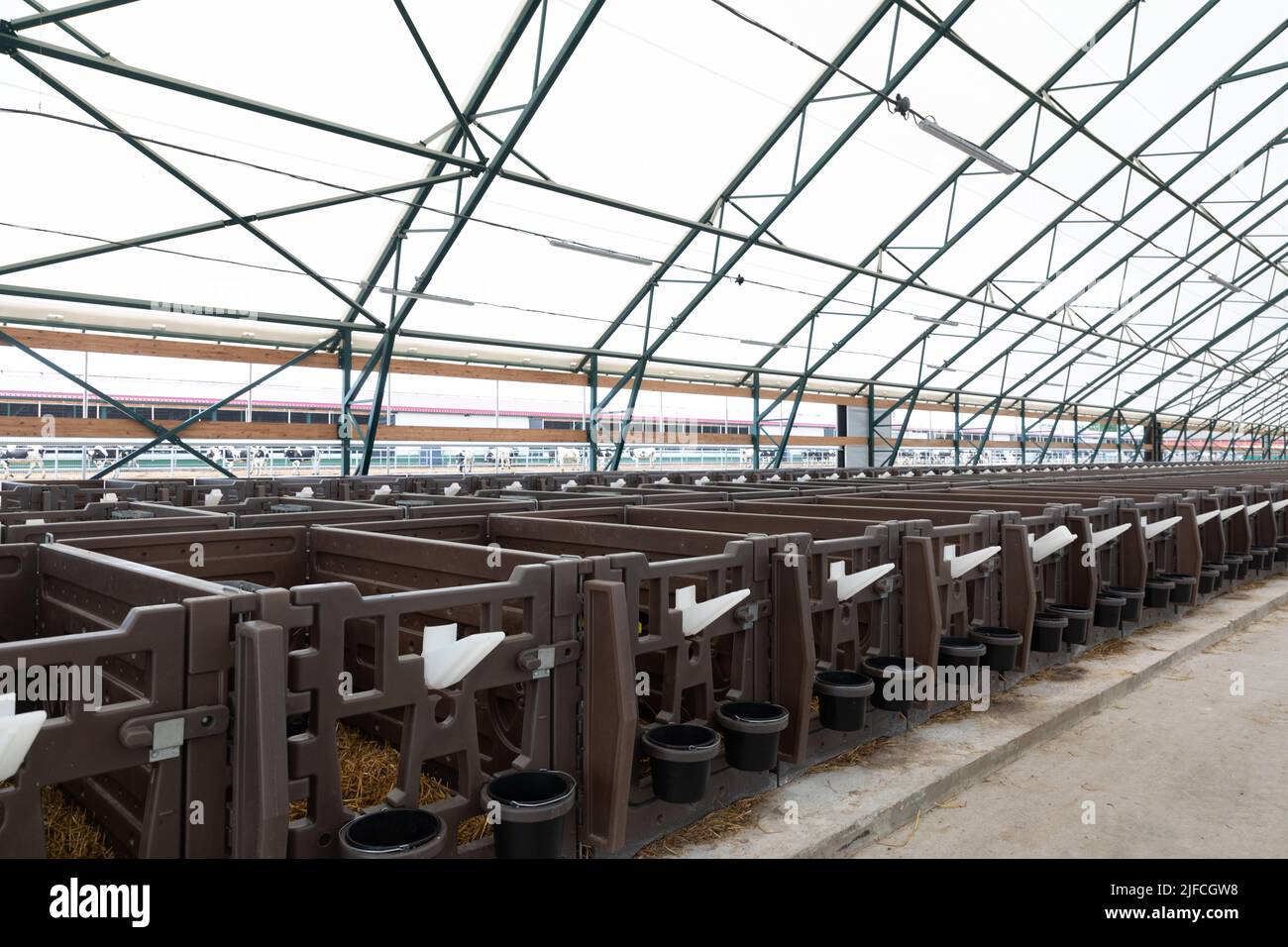 special houses for calves on a modern dairy cow farm Stock Photo - Alamy