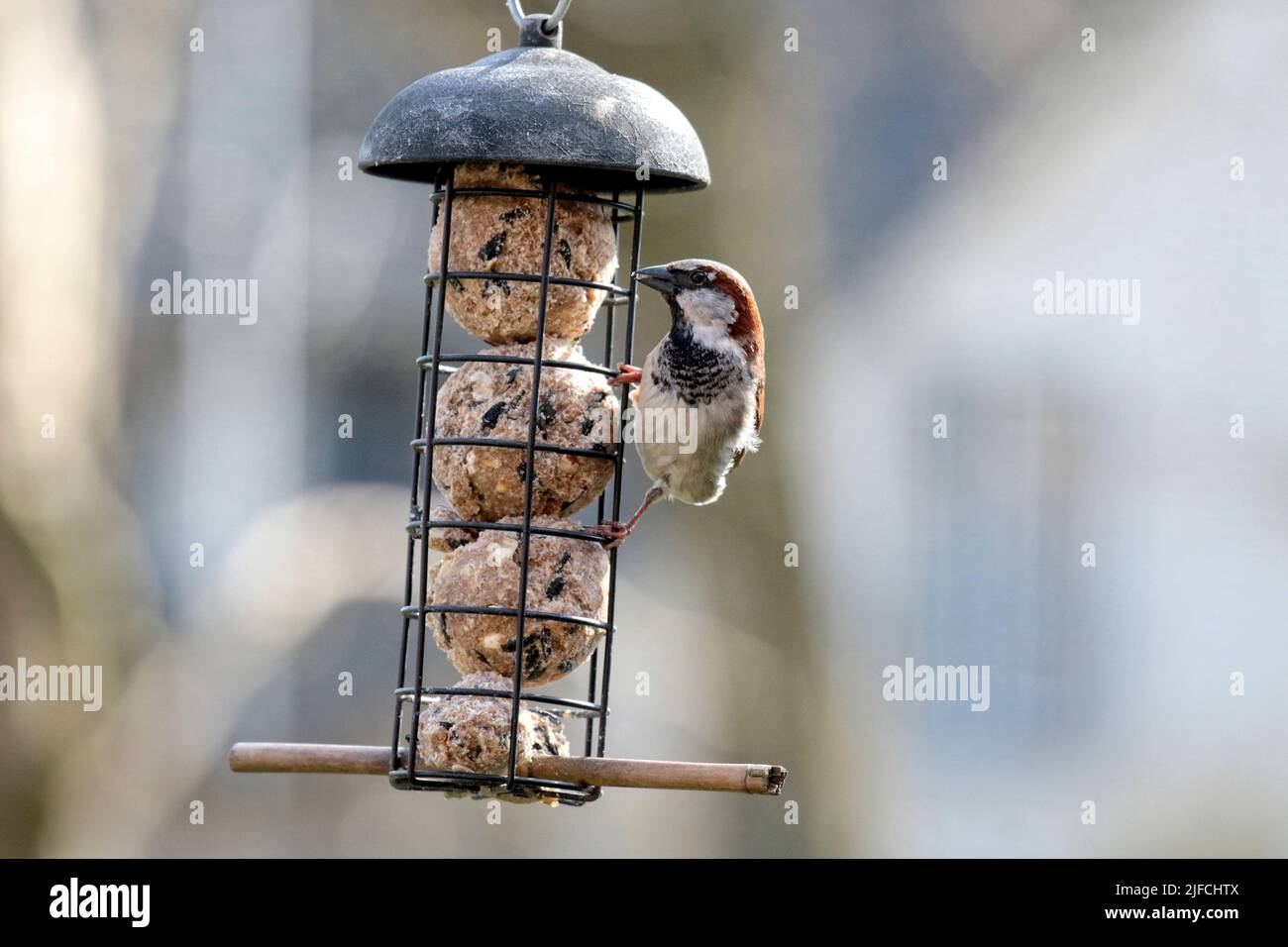 A male house sparrow eating fat balls from a feeder Stock Photo - Alamy