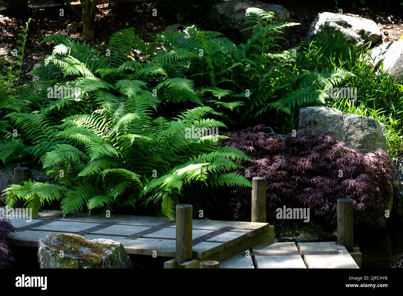 A tranquil Japanese garden with a boardwalk and lush ferns at the ...