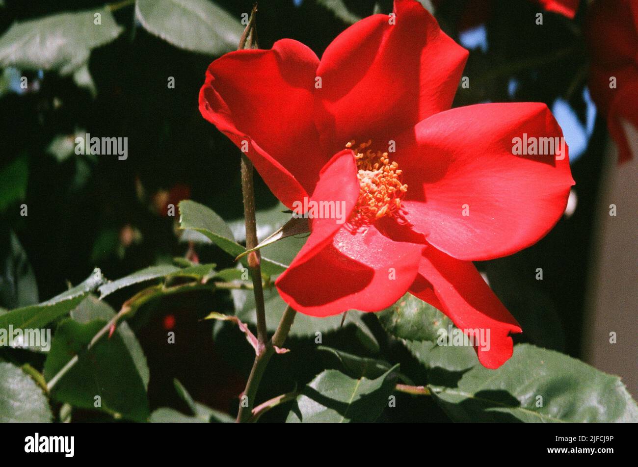 Rose robusta hi-res stock photography and images - Alamy
