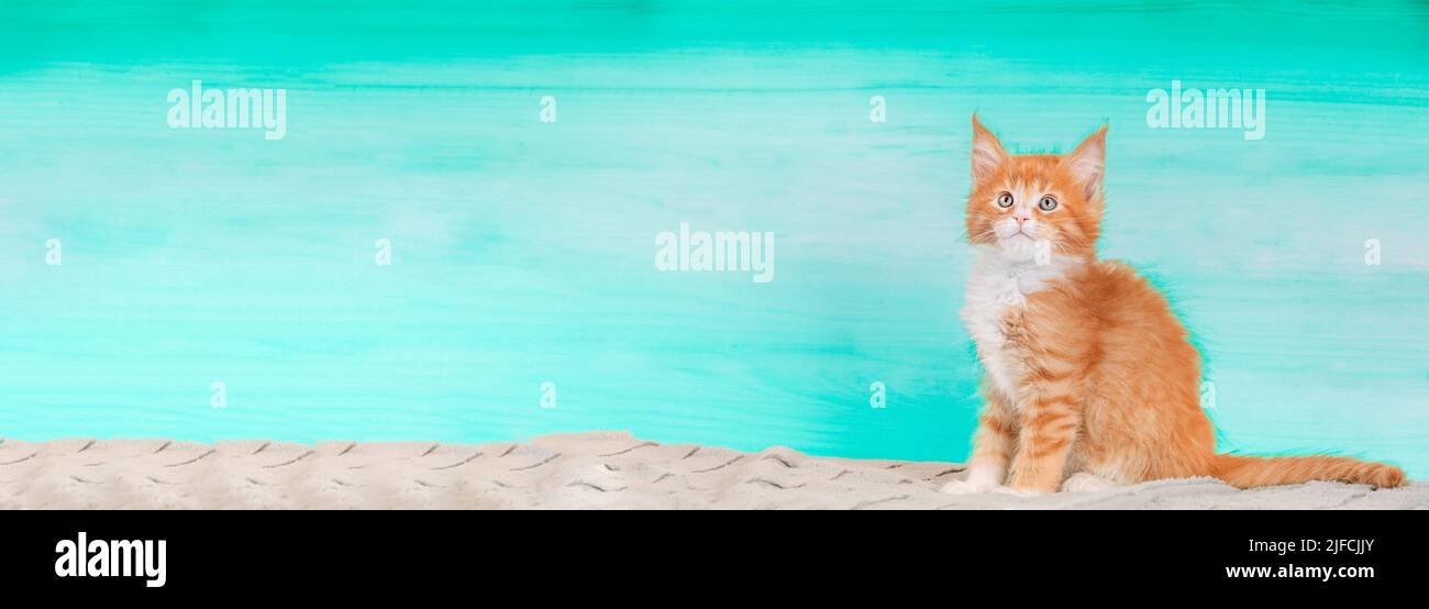 Cat Copy Space Background In Light Blue Color Colour. Young Red Maine ...