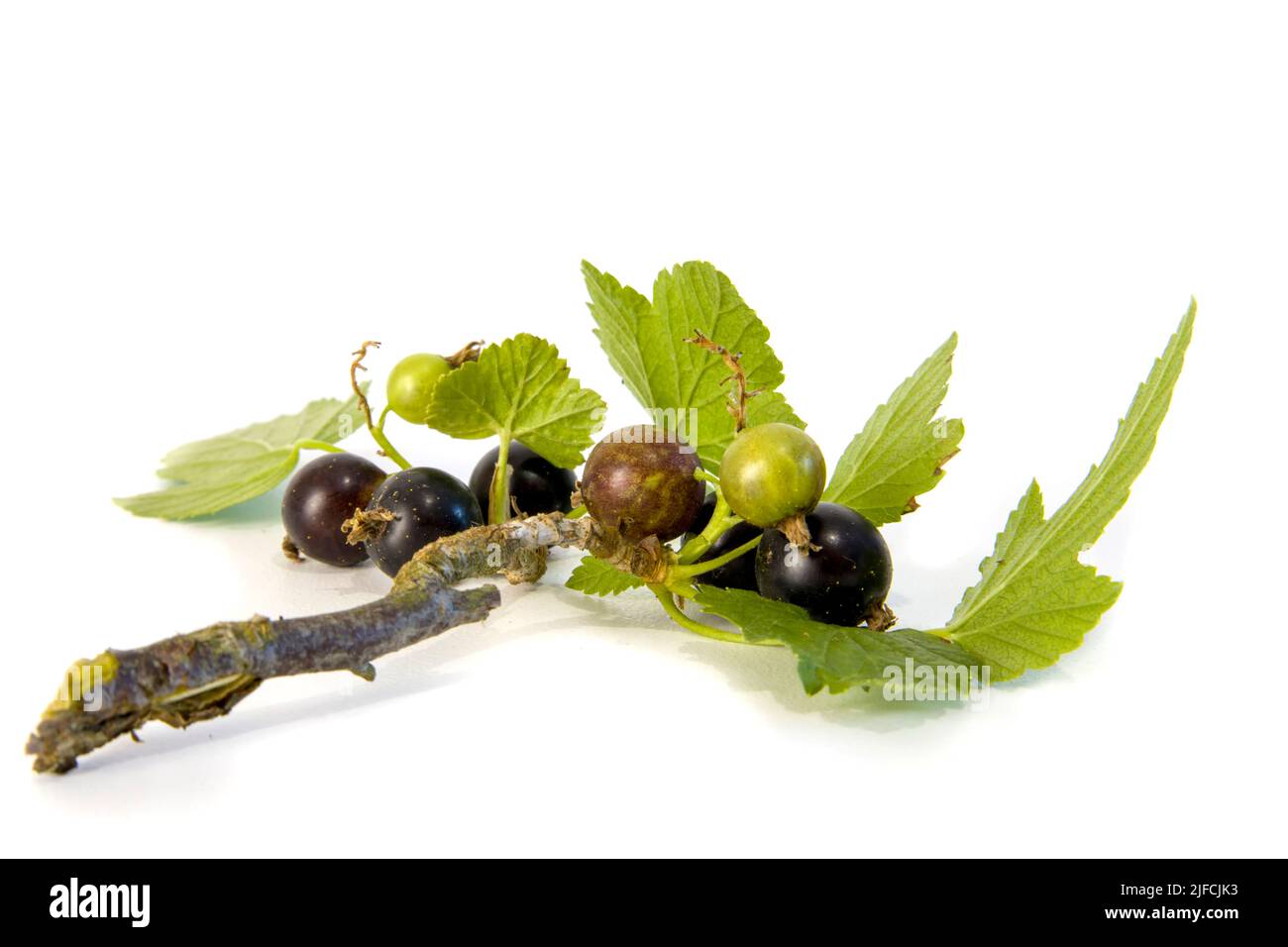 Black currant branch with berries isolated on white Stock Photo - Alamy