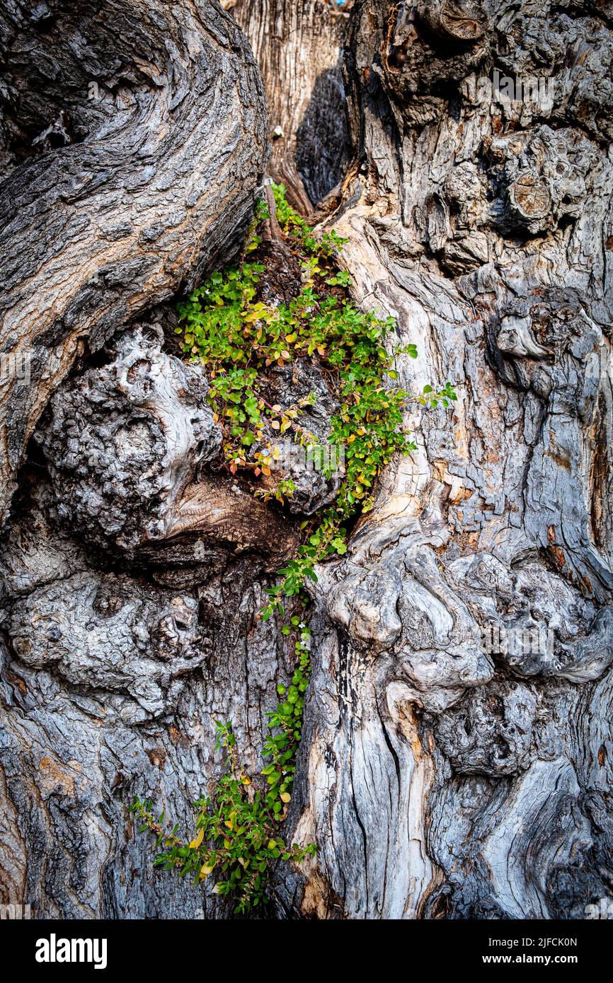 Not to be overshadowed, nature shows its patterns and textures via a ...