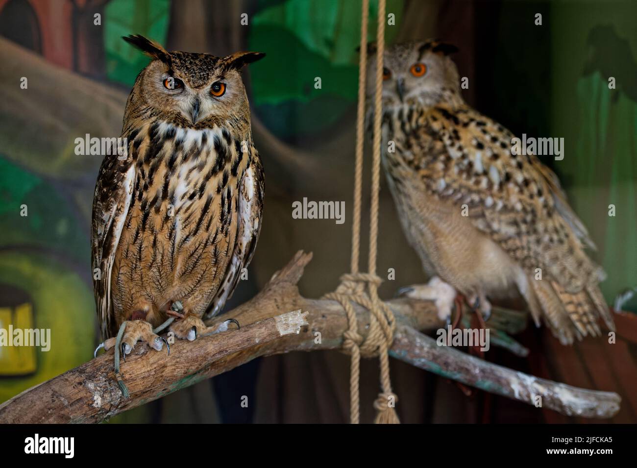 The common owl, bubo bubo, sits on a branch in the zoo enclosure and ...