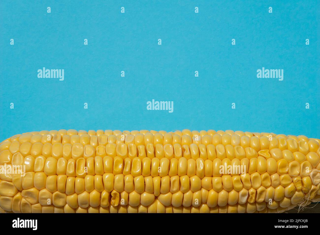 Ukrainian flag. Yellow maize on blue background Stock Photo - Alamy