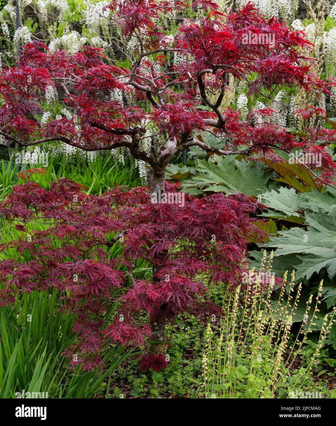 Acer palmatum dissectum garnet hi-res stock photography and images - Alamy