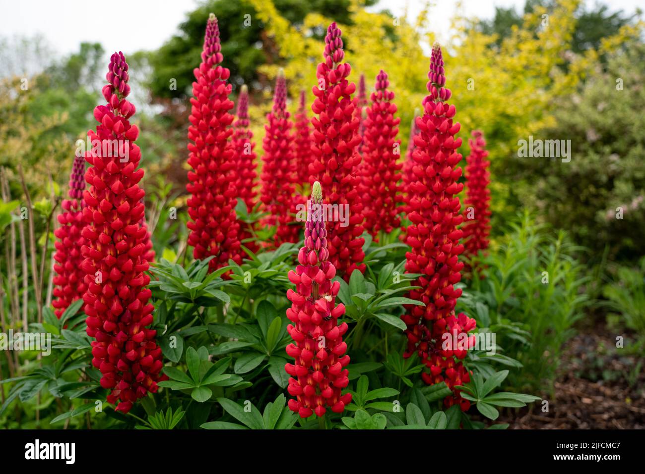 Detailed botany hi-res stock photography and images - Alamy