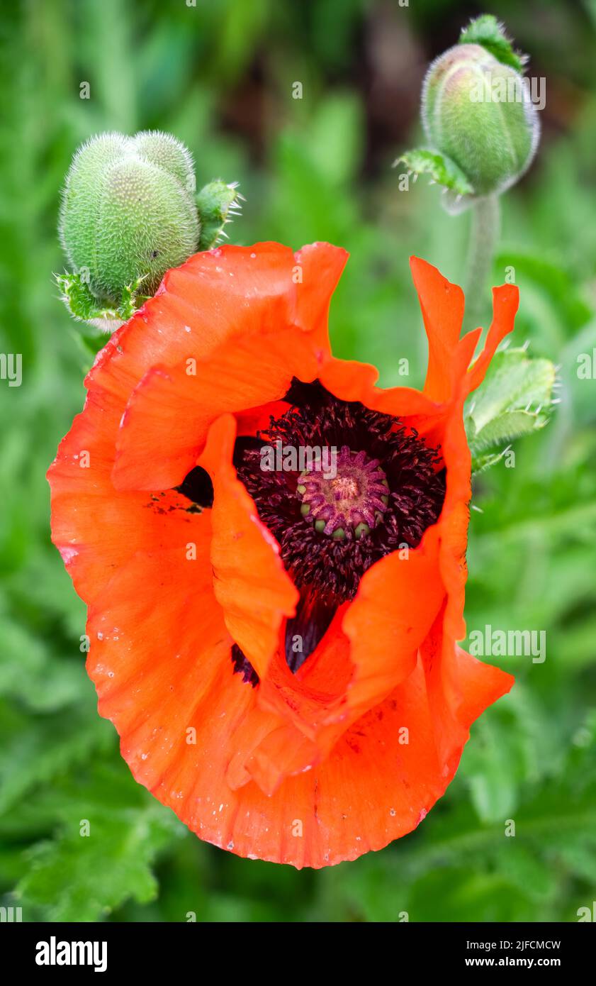 Papaver orientale prince of orange hi-res stock photography and images ...